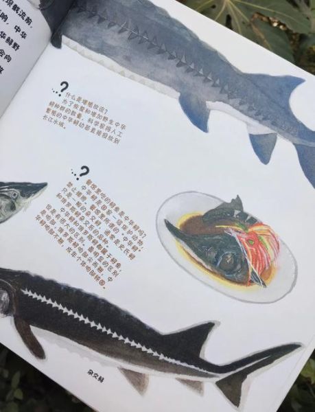 中华鲟鱼怎么杀_中华鲟鱼宰杀视频教程-第3张图片-山城妙识 中华鲟鱼怎么杀_中华鲟鱼宰杀视频教程-第3张图片-山城妙识