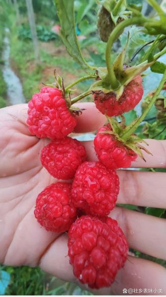 红树莓骗局是真的吗_红树莓骗局如何识别-第3张图片-山城妙识 红树莓骗局是真的吗_红树莓骗局如何识别-第3张图片-山城妙识