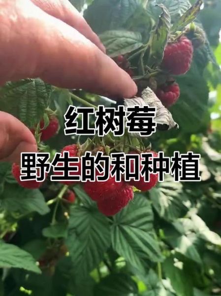 红树莓骗局是真的吗_红树莓骗局如何识别-第2张图片-山城妙识 红树莓骗局是真的吗_红树莓骗局如何识别-第2张图片-山城妙识