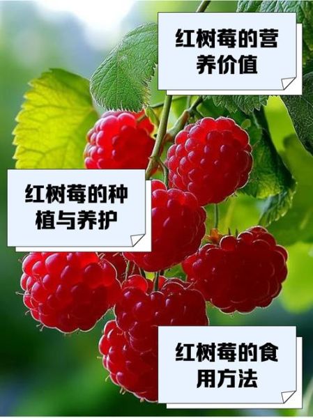 红树莓骗局是真的吗_红树莓骗局如何识别-第1张图片-山城妙识 红树莓骗局是真的吗_红树莓骗局如何识别-第1张图片-山城妙识