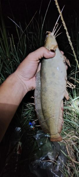 塘角鱼多少钱一斤_塘角鱼价格受哪些因素影响-第1张图片-山城妙识