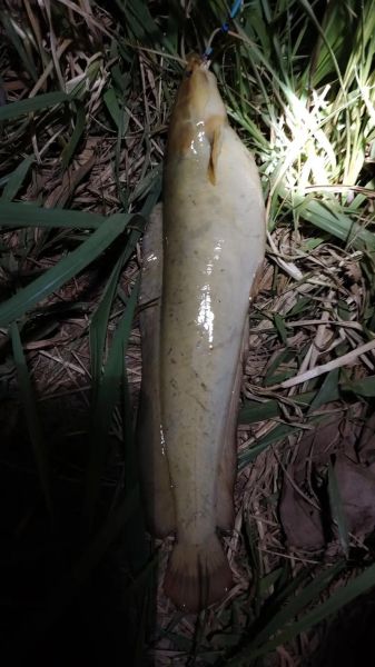 塘角鱼多少钱一斤_塘角鱼价格受哪些因素影响-第2张图片-山城妙识