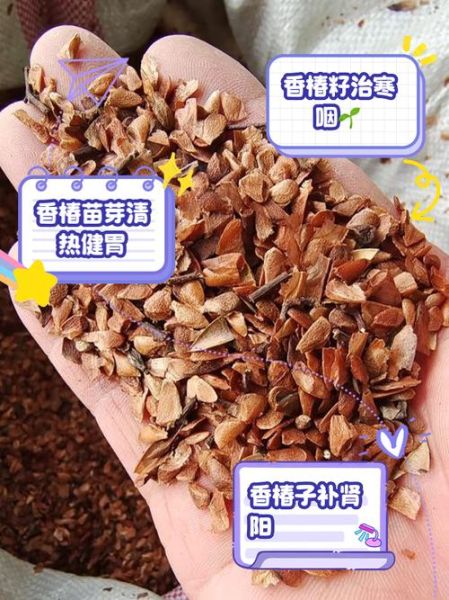 香椿种子怎么育苗_香椿种子育苗多久发芽-第1张图片-山城妙识 香椿种子怎么育苗_香椿种子育苗多久发芽-第1张图片-山城妙识