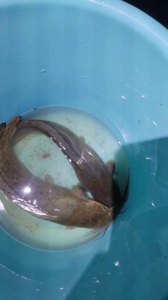 塘角鱼多少钱一斤_塘角鱼价格受哪些因素影响-第3张图片-山城妙识