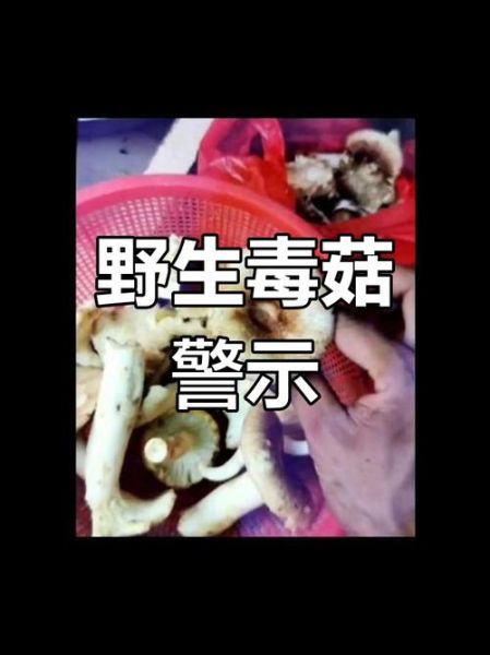 有毒吗_吃了会不会中毒-第1张图片-山城妙识 有毒吗_吃了会不会中毒-第1张图片-山城妙识