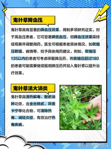鬼针草能治什么病_鬼针草怎么泡水喝-第3张图片-山城妙识