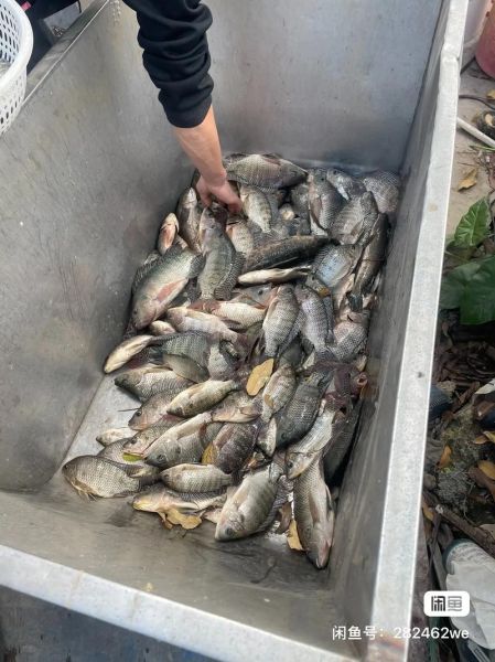 罗非鱼多少钱一斤_罗非鱼价格走势-第3张图片-山城妙识 罗非鱼多少钱一斤_罗非鱼价格走势-第3张图片-山城妙识