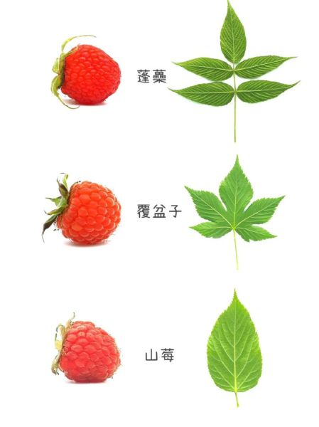 茅莓和覆盆子的区别_哪个更好吃-第1张图片-山城妙识 茅莓和覆盆子的区别_哪个更好吃-第1张图片-山城妙识