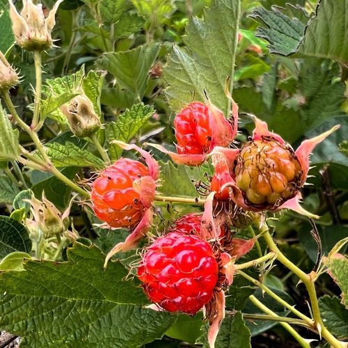 茅莓和覆盆子的区别_哪个更好吃-第2张图片-山城妙识 茅莓和覆盆子的区别_哪个更好吃-第2张图片-山城妙识