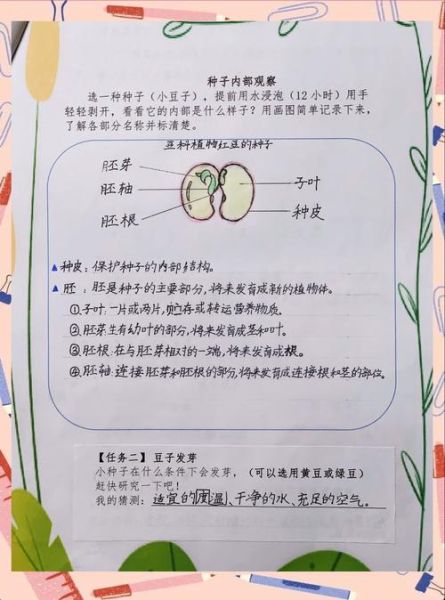 黄豆芽观察日记怎么写_黄豆芽生长过程记录-第3张图片-山城妙识