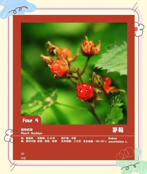 茅莓和覆盆子的区别_哪个更好吃-第3张图片-山城妙识 茅莓和覆盆子的区别_哪个更好吃-第3张图片-山城妙识