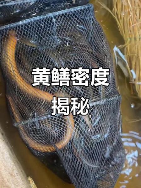 黄鳝鱼主播事件是怎么回事_黄鳝鱼主播事件真相-第3张图片-山城妙识 黄鳝鱼主播事件是怎么回事_黄鳝鱼主播事件真相-第3张图片-山城妙识
