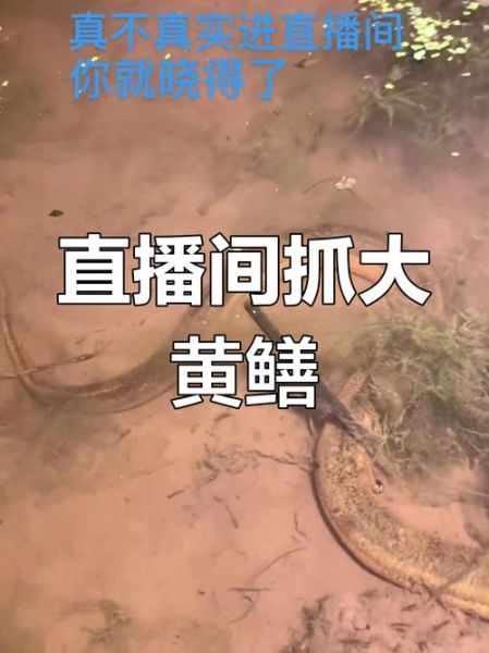 黄鳝鱼主播事件是怎么回事_黄鳝鱼主播事件真相-第1张图片-山城妙识 黄鳝鱼主播事件是怎么回事_黄鳝鱼主播事件真相-第1张图片-山城妙识