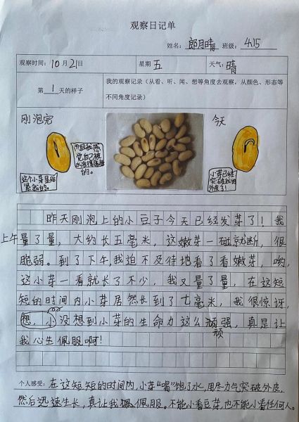 黄豆芽观察日记怎么写_黄豆芽生长过程记录-第1张图片-山城妙识
