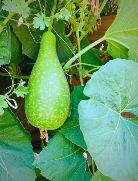 菜葫芦图片_如何识别真假菜葫芦-第2张图片-山城妙识 菜葫芦图片_如何识别真假菜葫芦-第2张图片-山城妙识