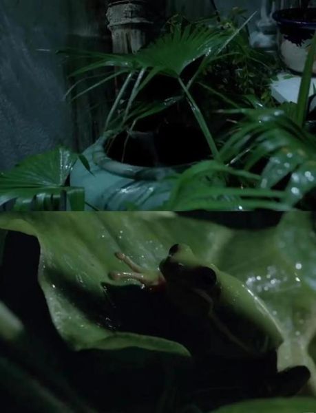 青木瓜之味剧情解析_越南电影情感隐喻-第1张图片-山城妙识 青木瓜之味剧情解析_越南电影情感隐喻-第1张图片-山城妙识