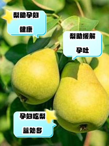 孕妇能吃梨吗_孕期吃梨的好处与禁忌-第2张图片-山城妙识 孕妇能吃梨吗_孕期吃梨的好处与禁忌-第2张图片-山城妙识