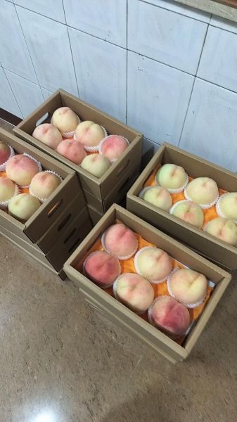无锡阳山水蜜桃多少钱一斤_正宗阳山水蜜桃价格表-第3张图片-山城妙识 无锡阳山水蜜桃多少钱一斤_正宗阳山水蜜桃价格表-第3张图片-山城妙识