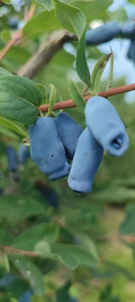 蓝靛果多少钱一斤_蓝靛果价格行情-第2张图片-山城妙识 蓝靛果多少钱一斤_蓝靛果价格行情-第2张图片-山城妙识