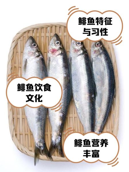 鳀鱼是什么鱼_鳀鱼的营养价值有哪些-第1张图片-山城妙识