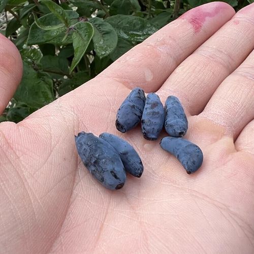 蓝靛果多少钱一斤_蓝靛果价格行情-第3张图片-山城妙识 蓝靛果多少钱一斤_蓝靛果价格行情-第3张图片-山城妙识