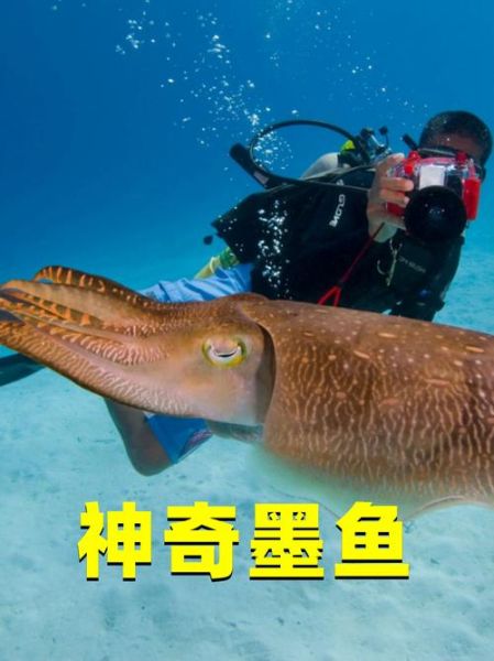 墨鱼汁的成分是什么_墨鱼汁能吃吗-第2张图片-山城妙识 墨鱼汁的成分是什么_墨鱼汁能吃吗-第2张图片-山城妙识