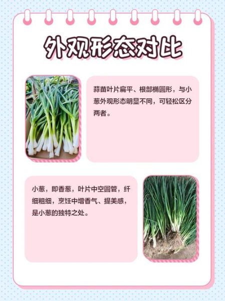 葱和蒜苗的区别_怎么区分葱和蒜苗-第2张图片-山城妙识