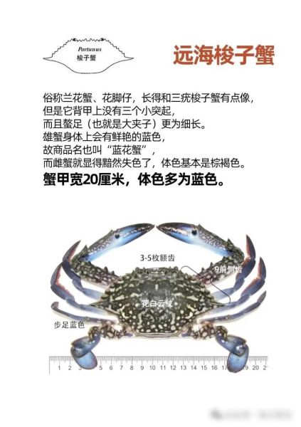 青蟹是河蟹还是海蟹_青蟹和梭子蟹区别-第3张图片-山城妙识 青蟹是河蟹还是海蟹_青蟹和梭子蟹区别-第3张图片-山城妙识