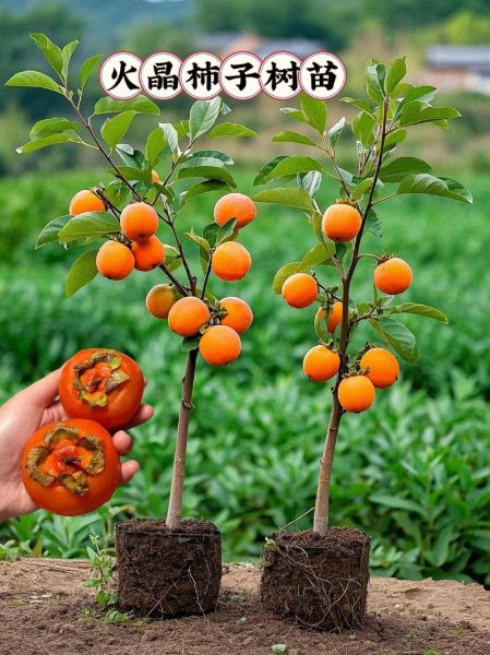 柿子树苗怎么选_柿子树苗价格多少钱一棵-第2张图片-山城妙识 柿子树苗怎么选_柿子树苗价格多少钱一棵-第2张图片-山城妙识