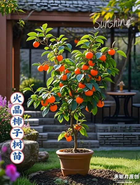 柿子树苗怎么选_柿子树苗价格多少钱一棵-第3张图片-山城妙识 柿子树苗怎么选_柿子树苗价格多少钱一棵-第3张图片-山城妙识