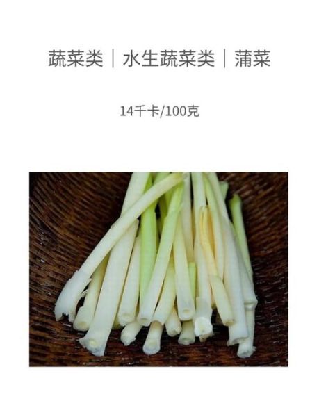 蒲菜的营养价值_蒲菜怎么吃最健康-第2张图片-山城妙识