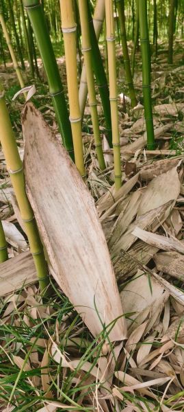 竹叶粽子怎么包_竹叶粽子包法教程视频-第3张图片-山城妙识 竹叶粽子怎么包_竹叶粽子包法教程视频-第3张图片-山城妙识