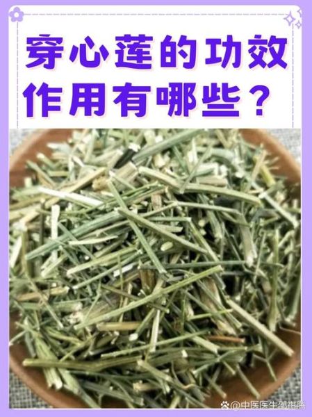 穿心莲的功效与作用_穿心莲主治什么病-第1张图片-山城妙识