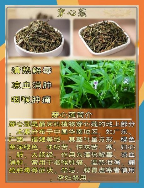 穿心莲的功效与作用_穿心莲主治什么病-第3张图片-山城妙识