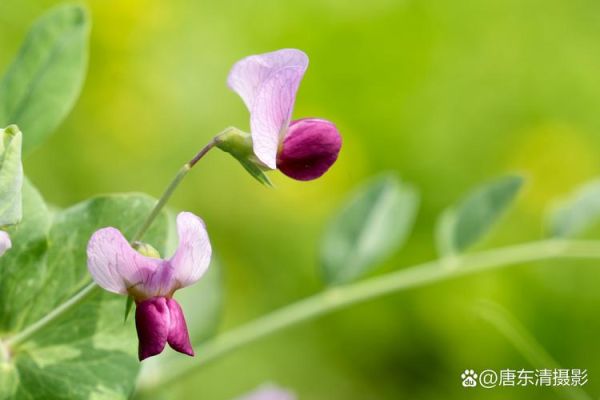 豌豆花图片怎么拍_豌豆花高清壁纸下载-第1张图片-山城妙识 豌豆花图片怎么拍_豌豆花高清壁纸下载-第1张图片-山城妙识