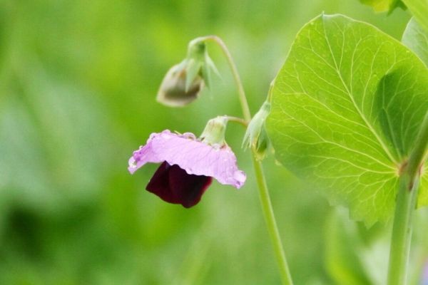 豌豆花图片怎么拍_豌豆花高清壁纸下载-第3张图片-山城妙识 豌豆花图片怎么拍_豌豆花高清壁纸下载-第3张图片-山城妙识