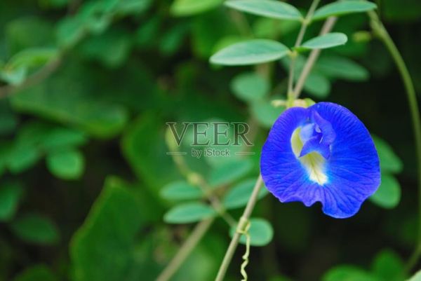 豌豆花图片怎么拍_豌豆花高清壁纸下载-第2张图片-山城妙识 豌豆花图片怎么拍_豌豆花高清壁纸下载-第2张图片-山城妙识