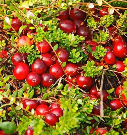 蔓越莓是什么颜色_蔓越莓颜色变化原因-第3张图片-山城妙识 蔓越莓是什么颜色_蔓越莓颜色变化原因-第3张图片-山城妙识