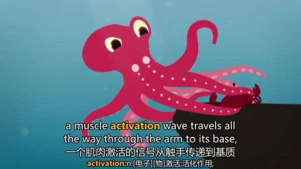 章鱼英语音标怎么读_章鱼英语音标发音规则-第1张图片-山城妙识