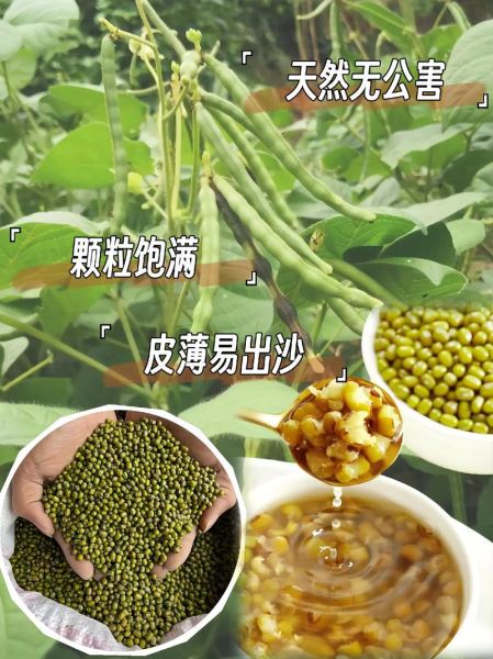 绿豆汤怎么煮是绿色_绿豆汤不变色的秘诀-第1张图片-山城妙识 绿豆汤怎么煮是绿色_绿豆汤不变色的秘诀-第1张图片-山城妙识