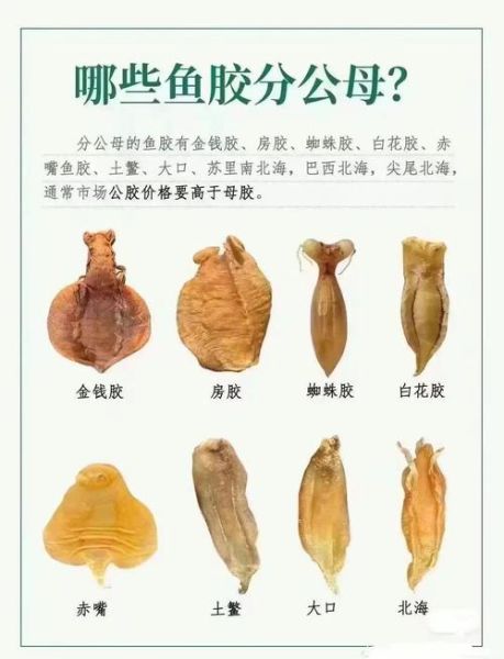 黄唇鱼鱼胶多少钱一斤_黄唇鱼鱼胶的功效与作用-第3张图片-山城妙识 黄唇鱼鱼胶多少钱一斤_黄唇鱼鱼胶的功效与作用-第3张图片-山城妙识