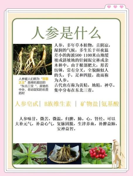 人参怎么吃效果最好_人参的正确吃法与禁忌-第1张图片-山城妙识