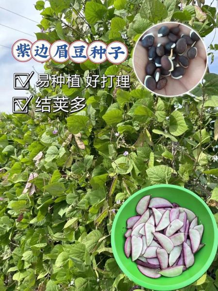 扁豆图片大全_扁豆品种识别图解-第3张图片-山城妙识