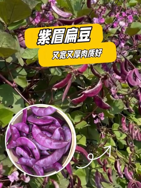 扁豆图片大全_扁豆品种识别图解-第2张图片-山城妙识