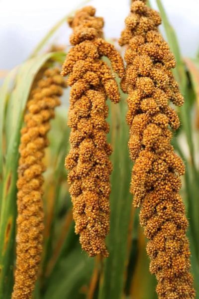 谷子是小米吗_小米和谷子的区别-第1张图片-山城妙识