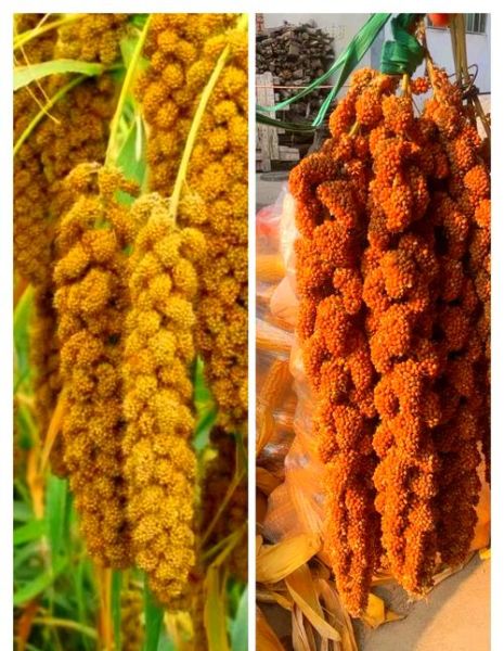 谷子是小米吗_小米和谷子的区别-第2张图片-山城妙识