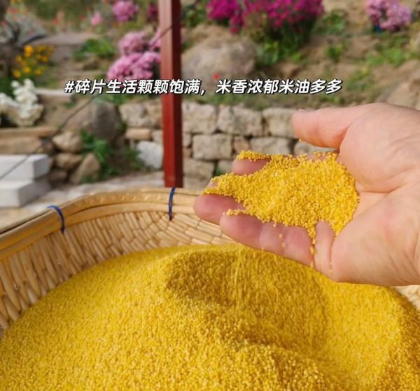 谷子是小米吗_小米和谷子的区别-第3张图片-山城妙识