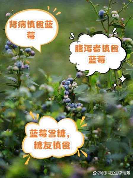 蓝莓不适宜人群有哪些_蓝莓哪些人不能吃-第1张图片-山城妙识 蓝莓不适宜人群有哪些_蓝莓哪些人不能吃-第1张图片-山城妙识