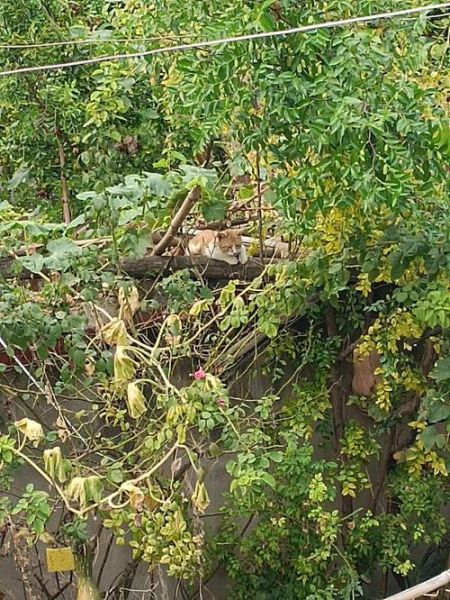 江西南瓜干怎么做_南瓜干晒多久才够干-第3张图片-山城妙识 江西南瓜干怎么做_南瓜干晒多久才够干-第3张图片-山城妙识