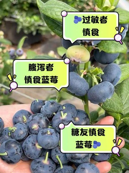 蓝莓不适宜人群有哪些_蓝莓哪些人不能吃-第3张图片-山城妙识 蓝莓不适宜人群有哪些_蓝莓哪些人不能吃-第3张图片-山城妙识